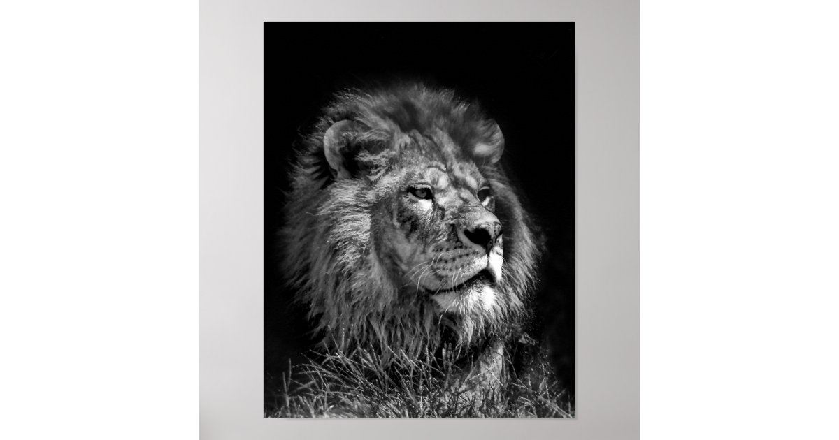 Proud Young Lion Poster | Zazzle
