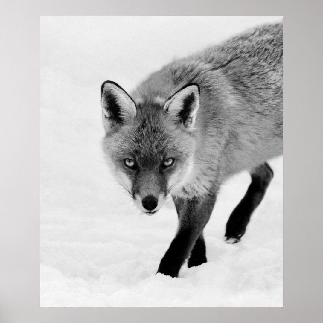 Prowling Fox Poster | Zazzle