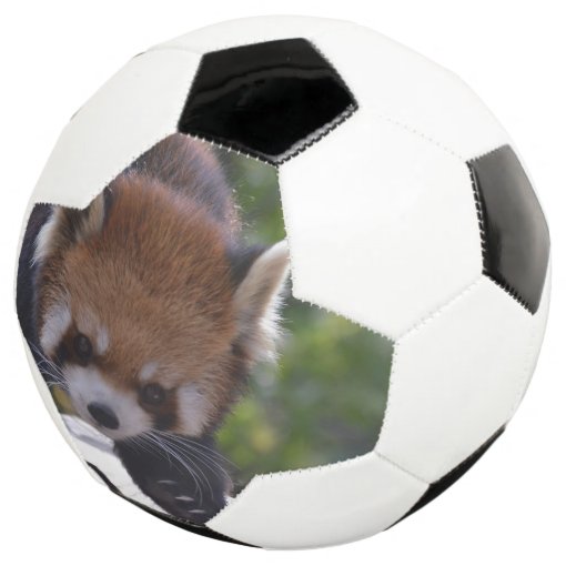 Prowling Red Panda Soccer Ball | Zazzle
