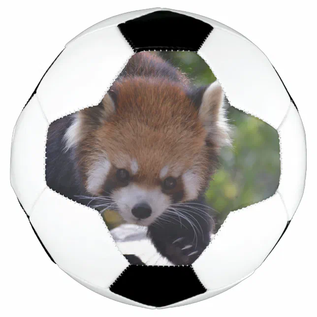 Prowling Red Panda Soccer Ball | Zazzle