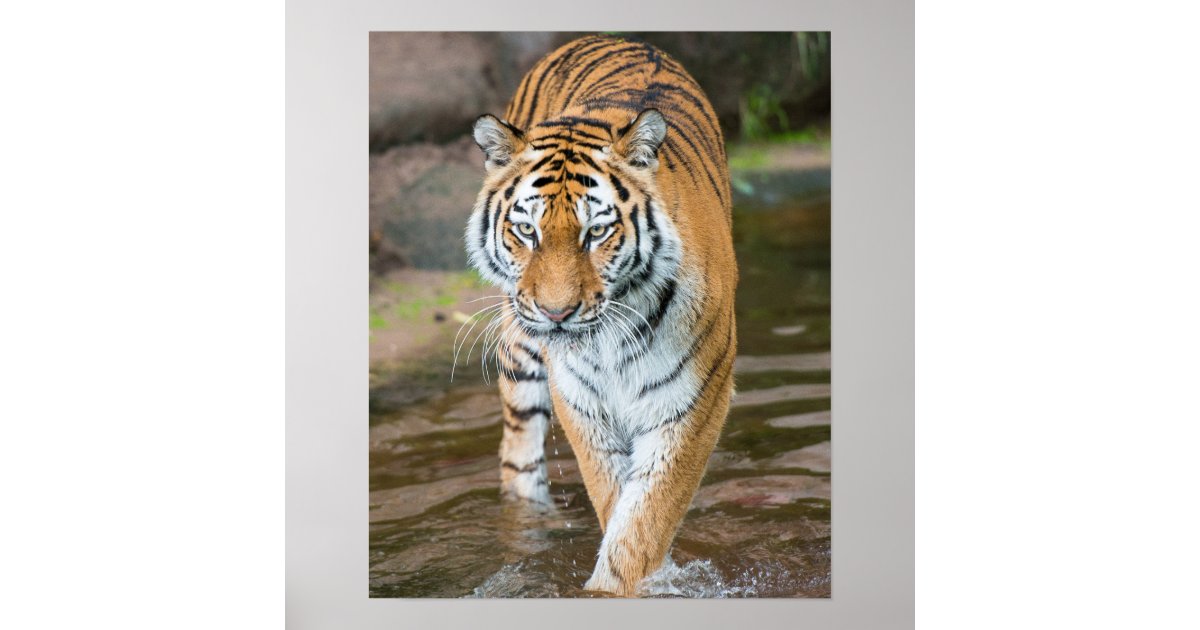 Prowling Tiger Portrait Photograph Poster | Zazzle