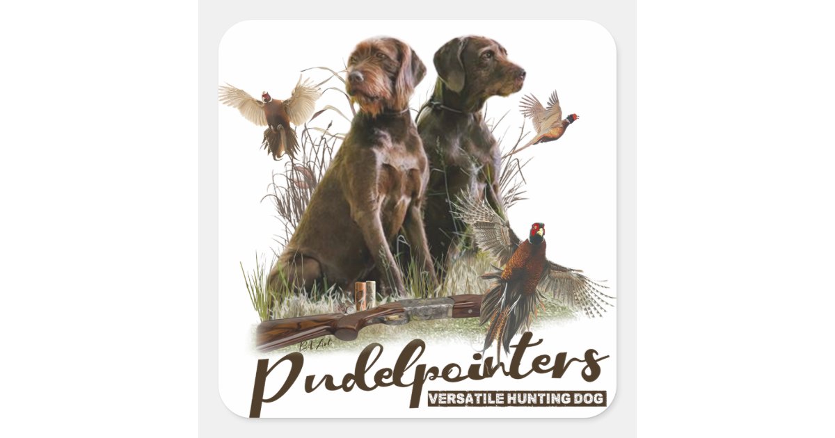 Pudelpointers, Hunting pheasant Square Sticker | Zazzle