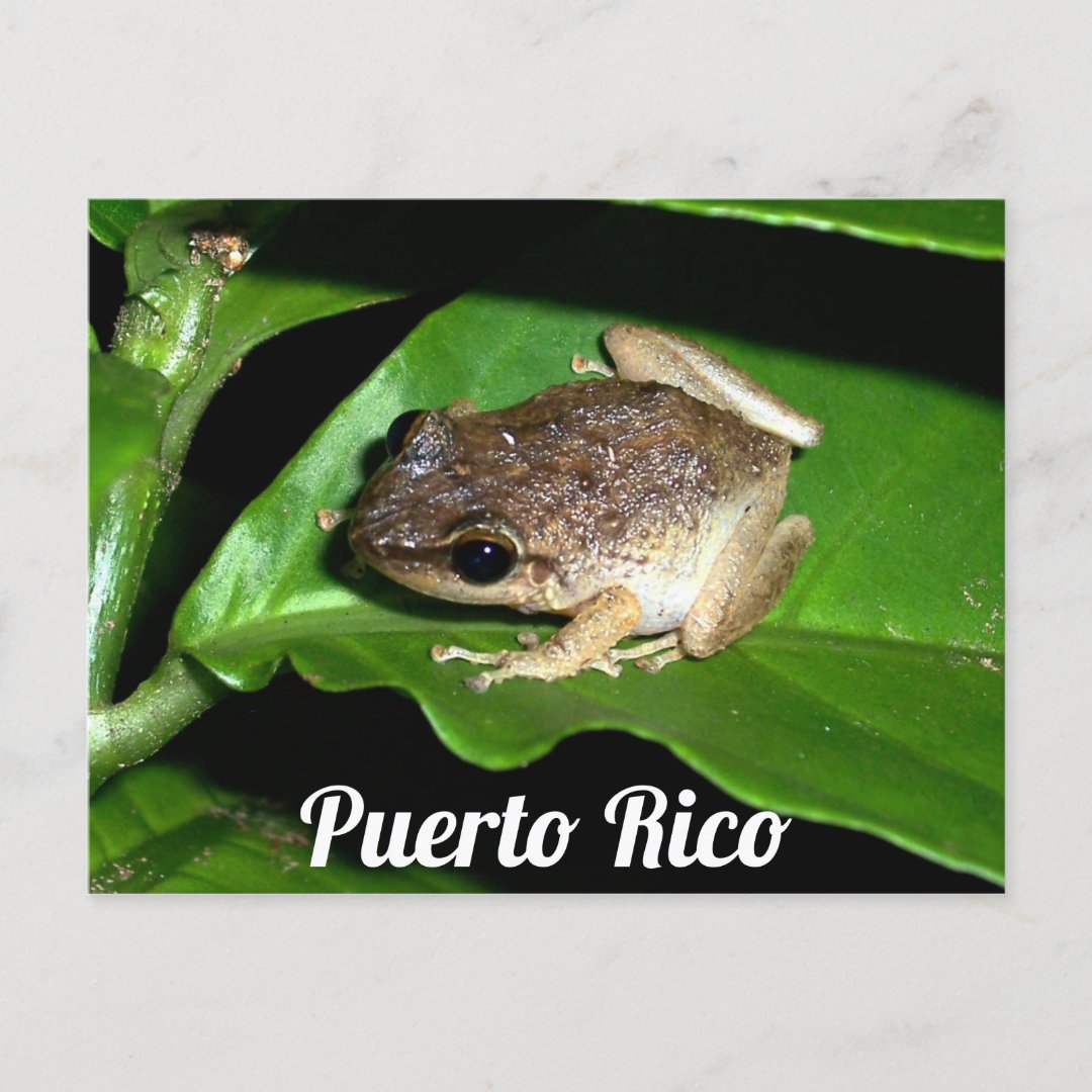 Puerto Rican Coqui Frog Postcard | Zazzle