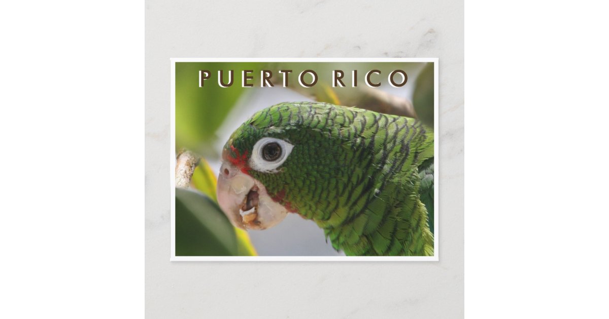 Puerto Rican Parrot Postcard | Zazzle