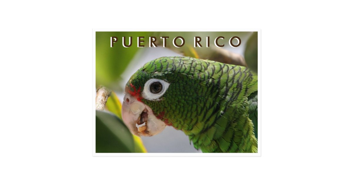Puerto Rican Parrot Postcard | Zazzle.com