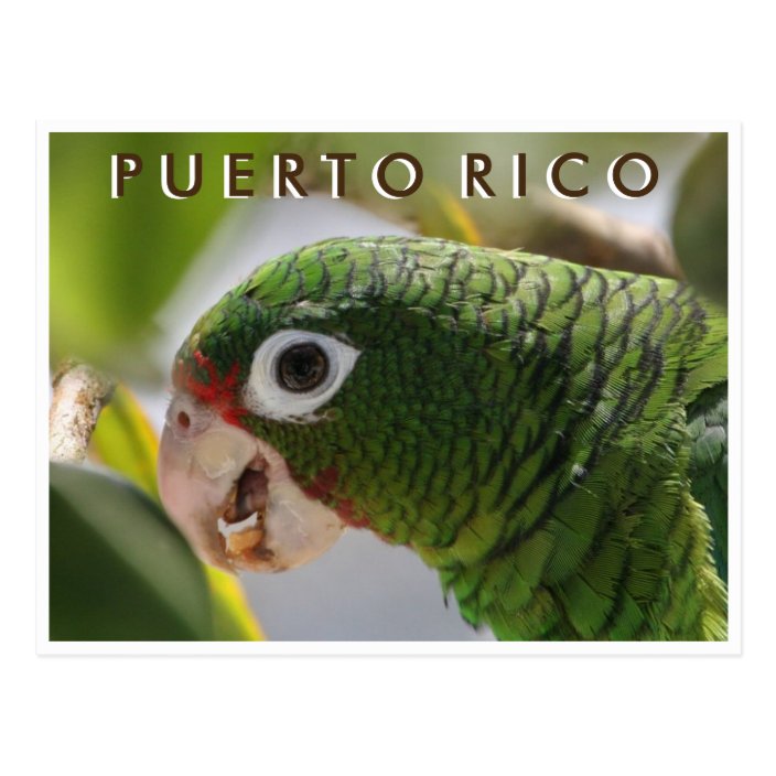 Puerto Rican Parrot Postcard | Zazzle.com