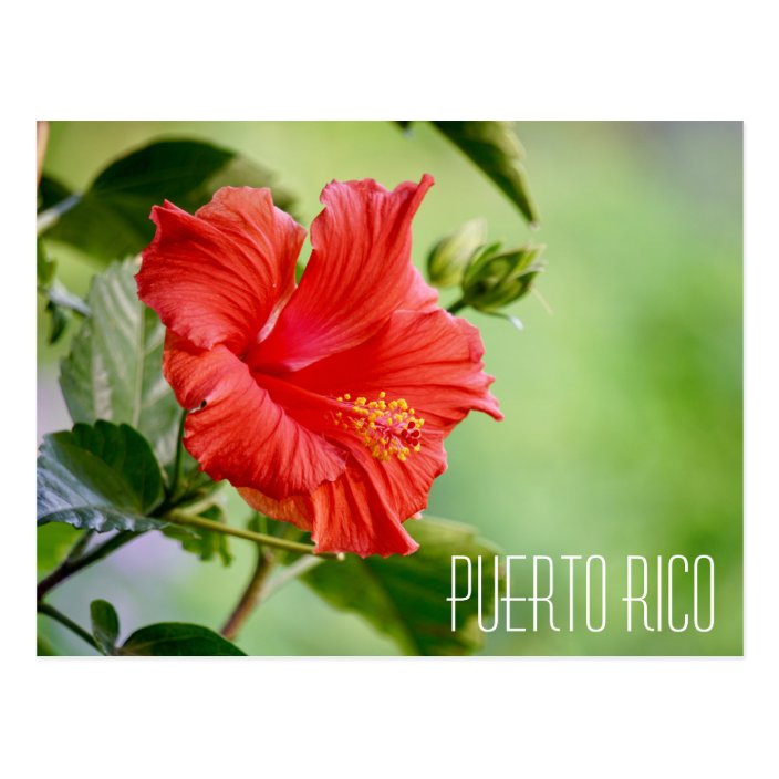 Puerto Rico hibiscus flower postcard | Zazzle.com