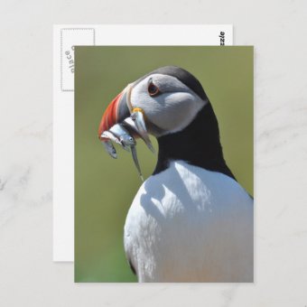 Puffin Fisherman Postcard | Zazzle