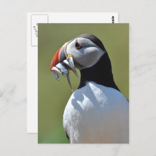 Puffin Fisherman Postcard | Zazzle