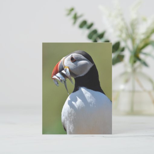 Puffin Fisherman Postcard | Zazzle