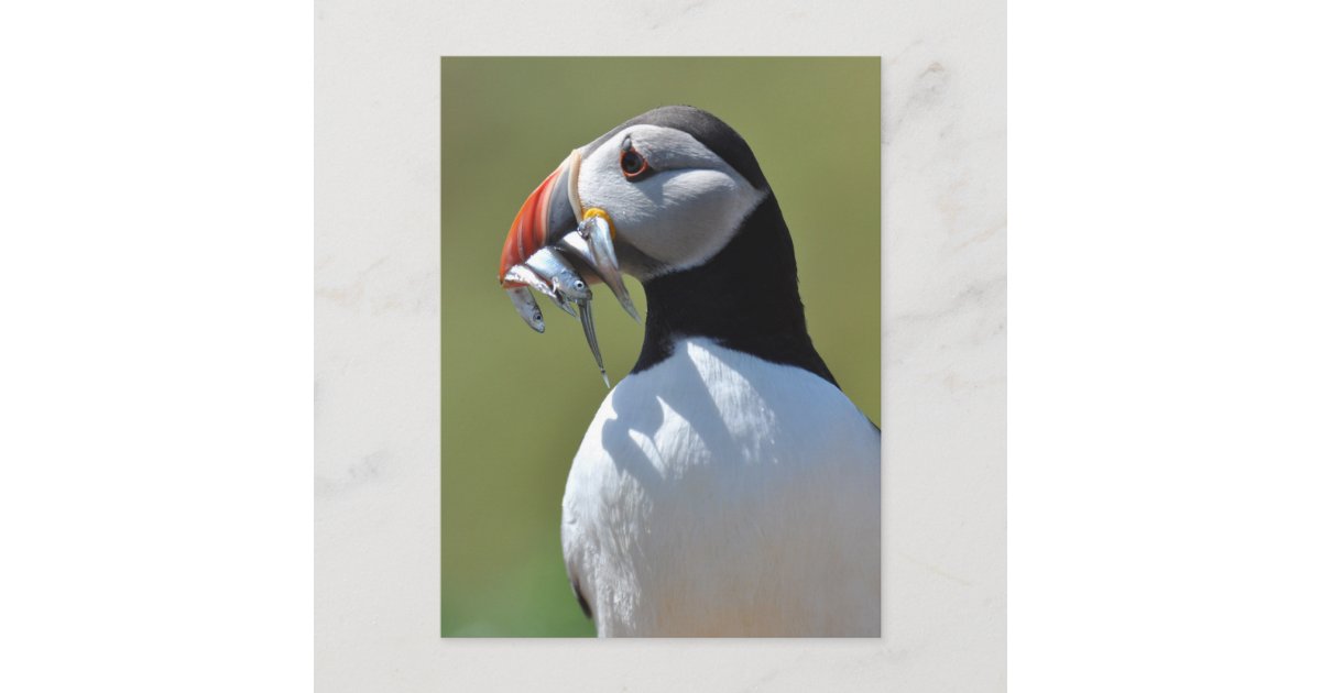 Puffin Fisherman Postcard | Zazzle