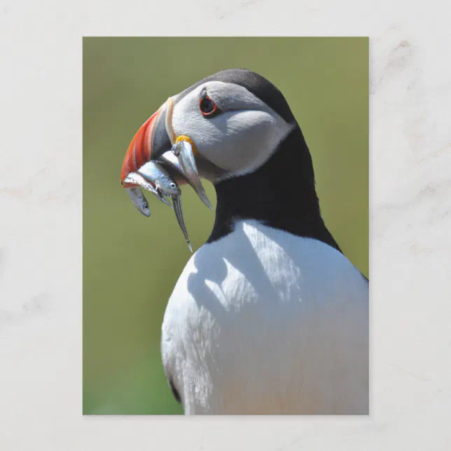 Puffin Fisherman Postcard | Zazzle
