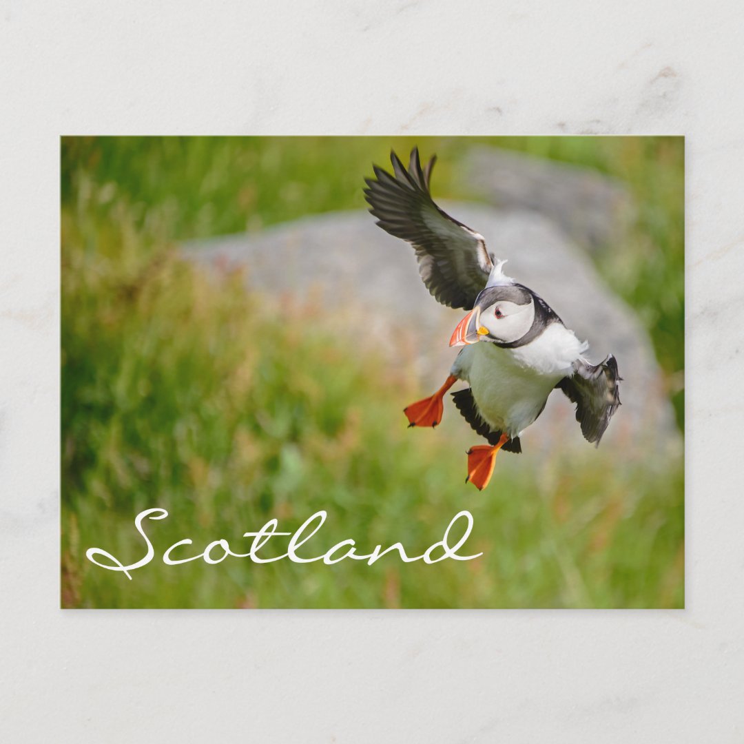 Puffin flying in Scotland text postcard | Zazzle