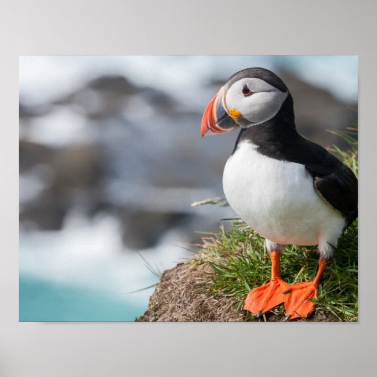 Puffin Poster | Zazzle