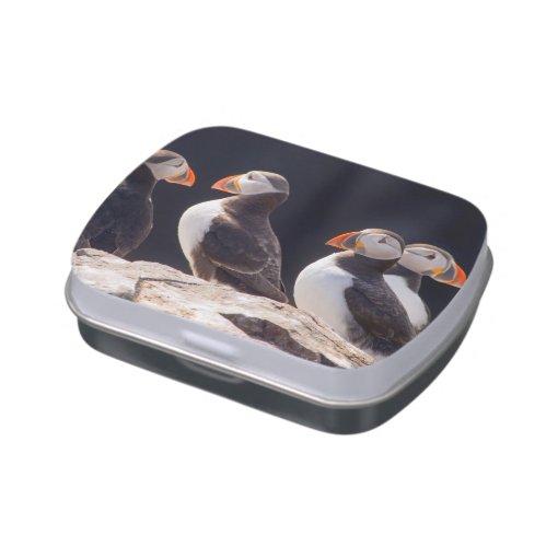 Puffins Jelly Belly Candy Tin | Zazzle