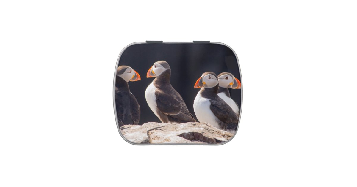 Puffins Jelly Belly Candy Tin | Zazzle