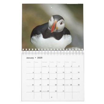 Puffins - little birds big calendar | Zazzle