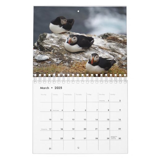 Puffins - little birds big calendar | Zazzle
