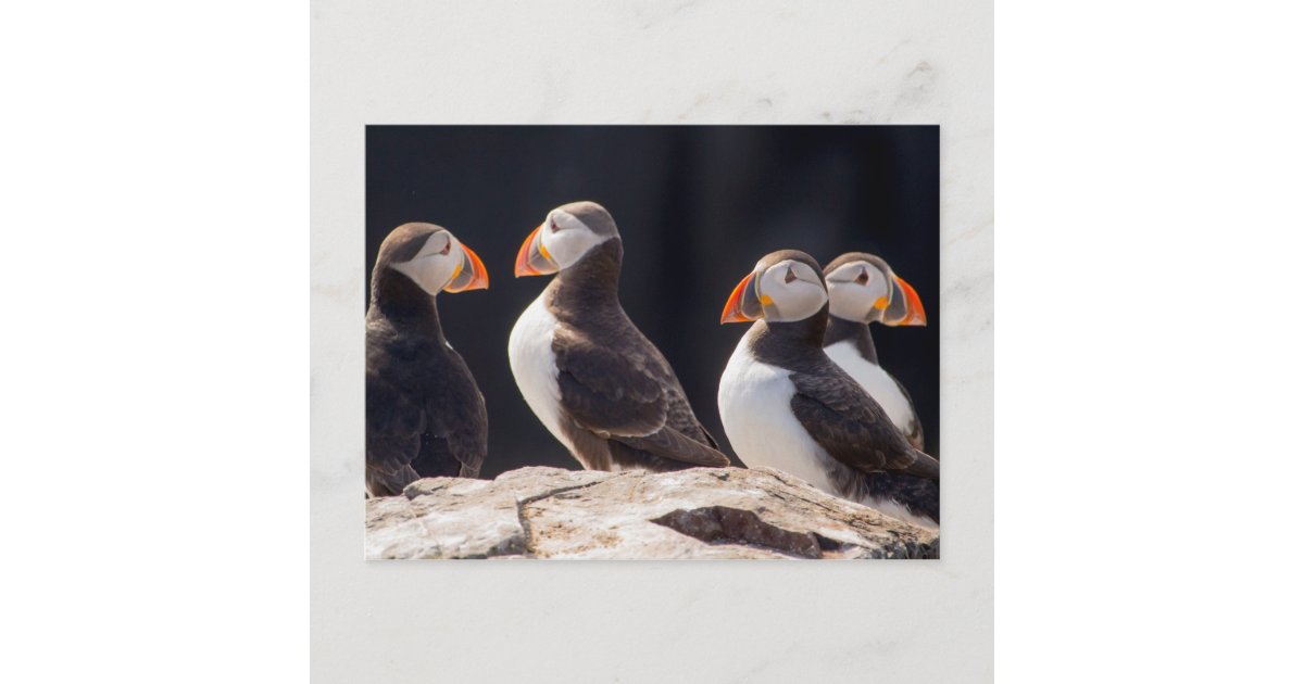 Puffins Postcard | Zazzle