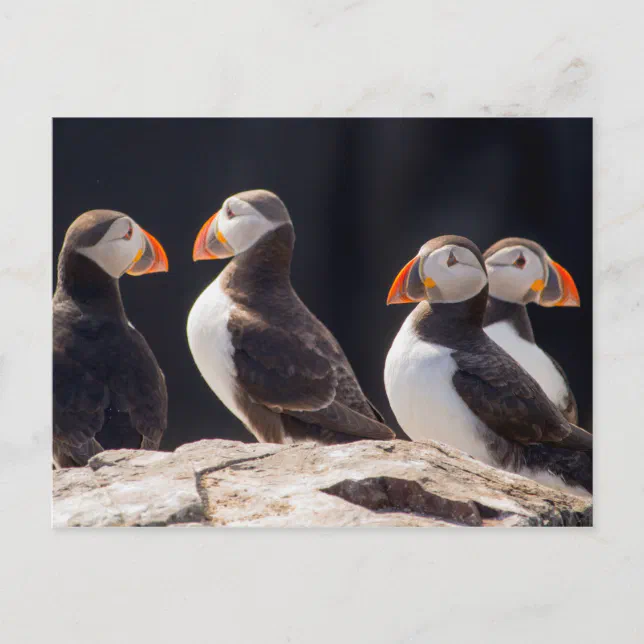 Puffins Postcard | Zazzle