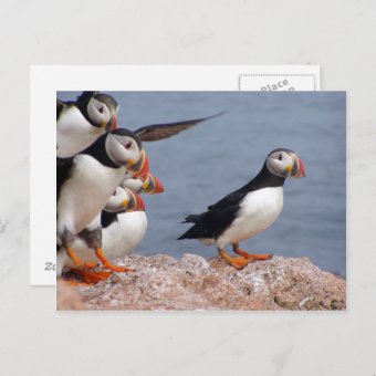 Puffins Postcard | Zazzle