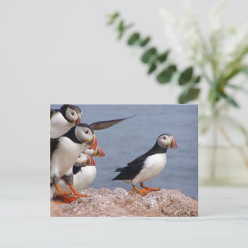 Puffins Postcard | Zazzle