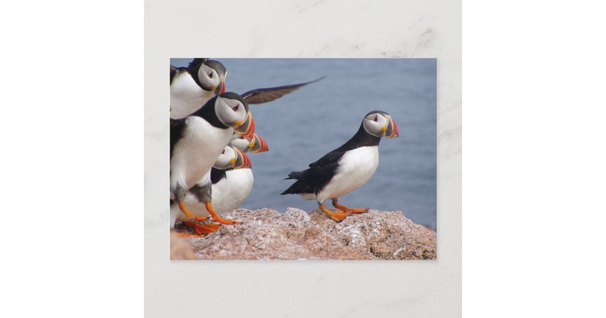Puffins Postcard | Zazzle