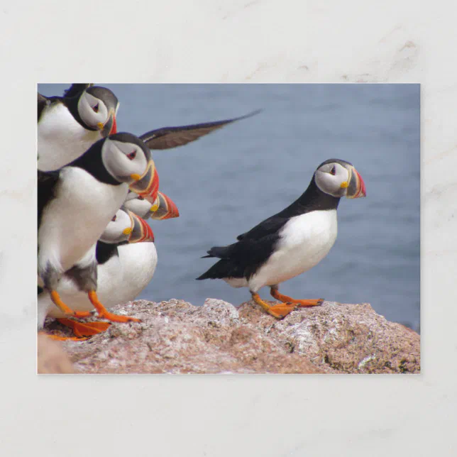 Puffins Postcard | Zazzle