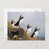 Puffins Postcard | Zazzle