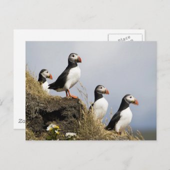 Puffins Postcard | Zazzle