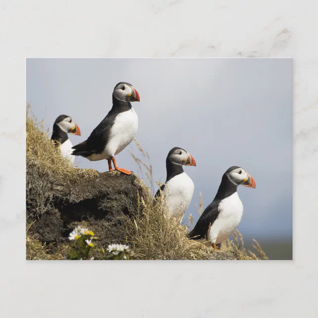 Puffins Postcard | Zazzle