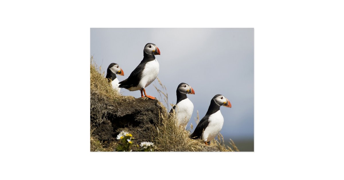 Puffins Postcard | Zazzle.com
