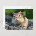 Puffy Cheeked Chipmunk Postcard | Zazzle