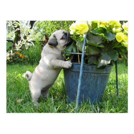 Pug and Flowers Postcard | Zazzle.com