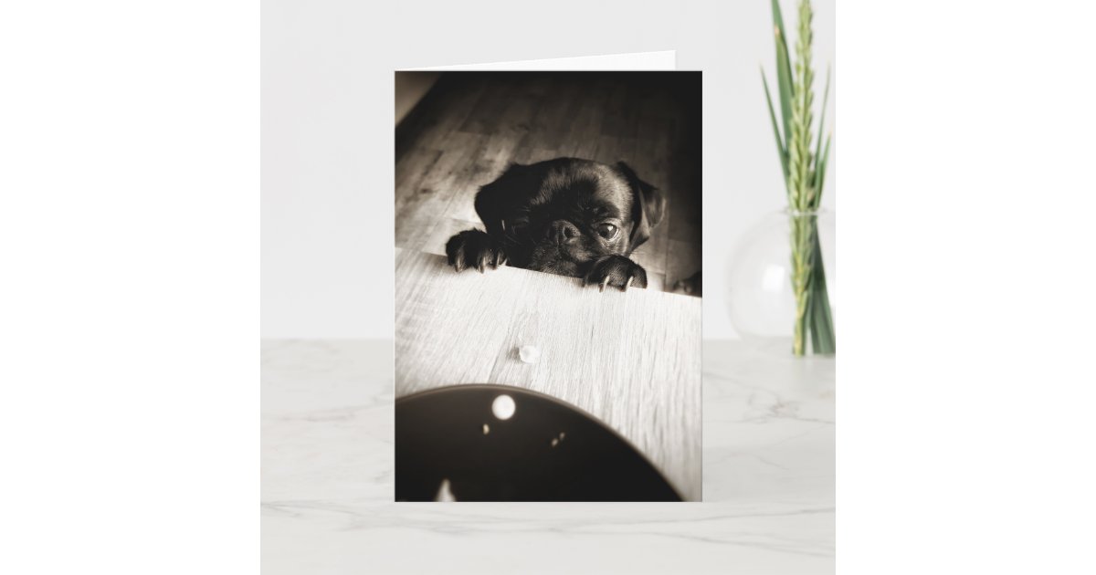 Pug Beijing in BW Card | Zazzle