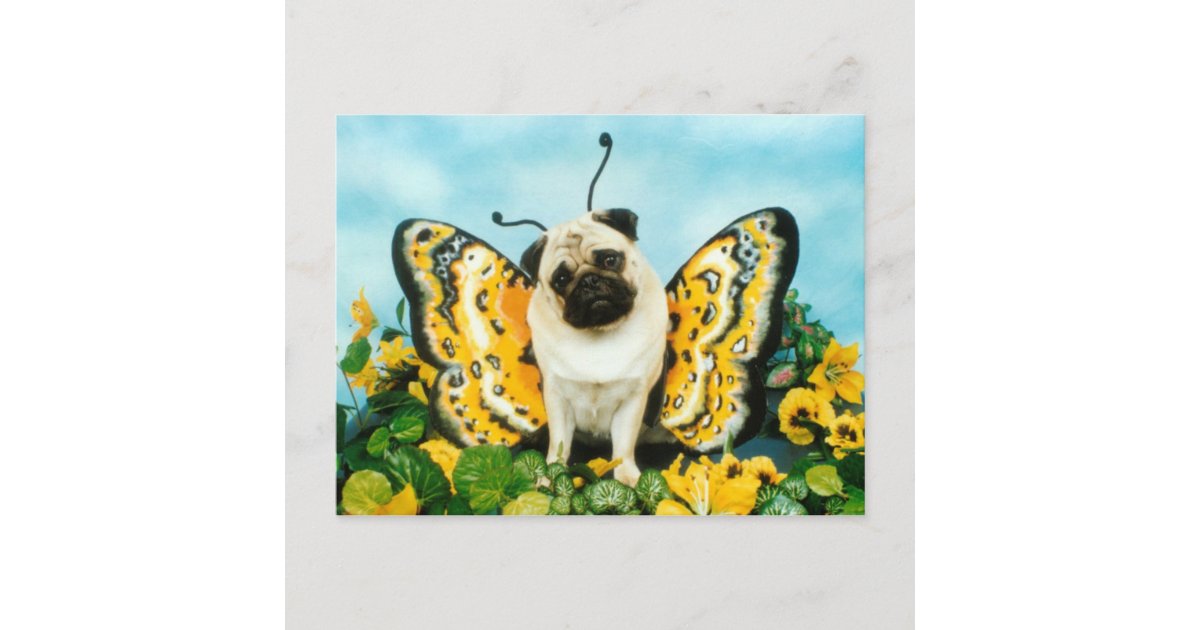 Pug Butterfly Postcard | Zazzle
