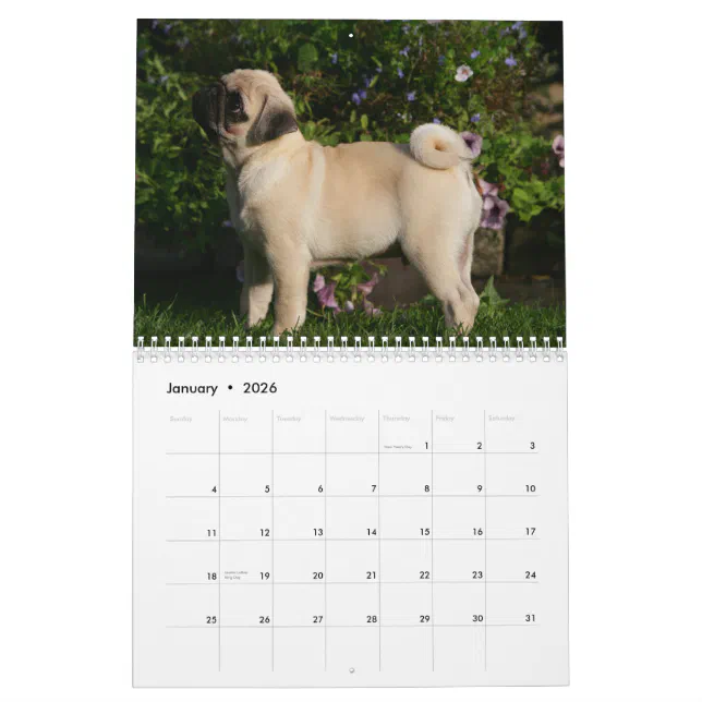 Pug Calendar | Zazzle
