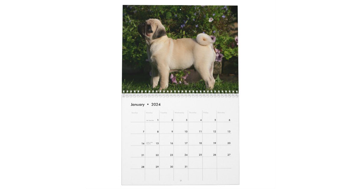 Pug Calendar | Zazzle