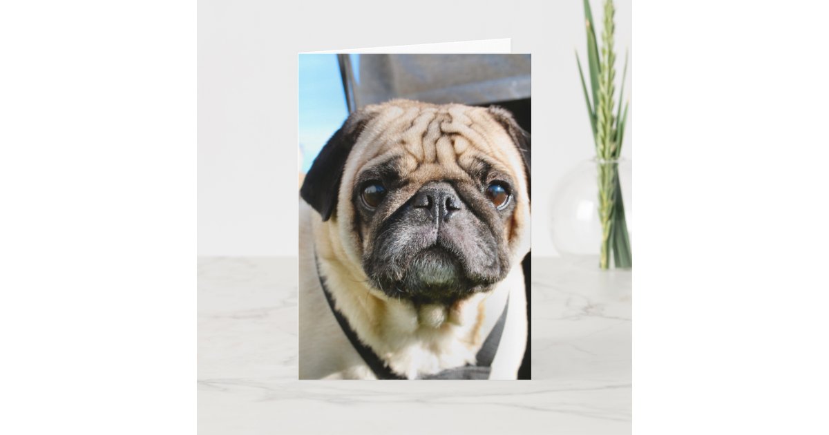 Pug Card | Zazzle.com