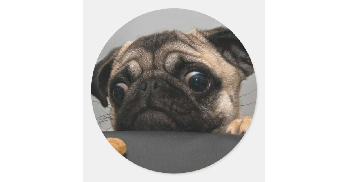 Pug Classic Round Sticker | Zazzle