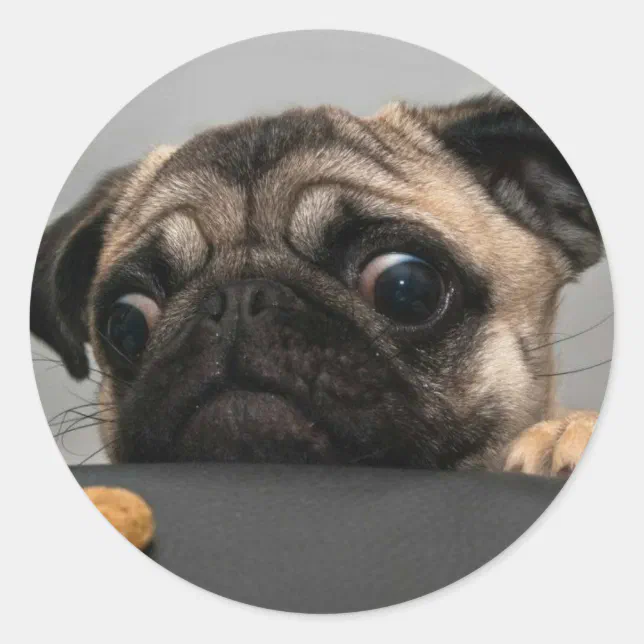 Pug Classic Round Sticker | Zazzle