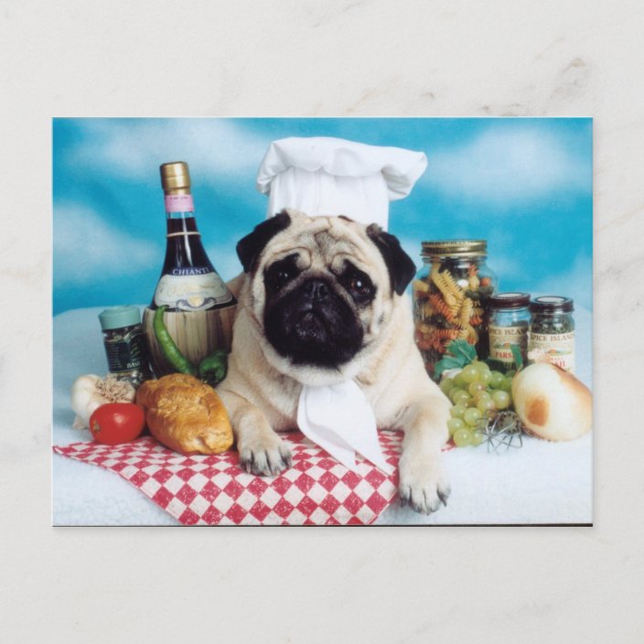 Pug Dog Chef Postcard | Zazzle.com