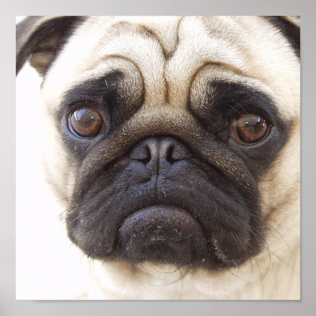 Pug Dog Poster Print | Zazzle