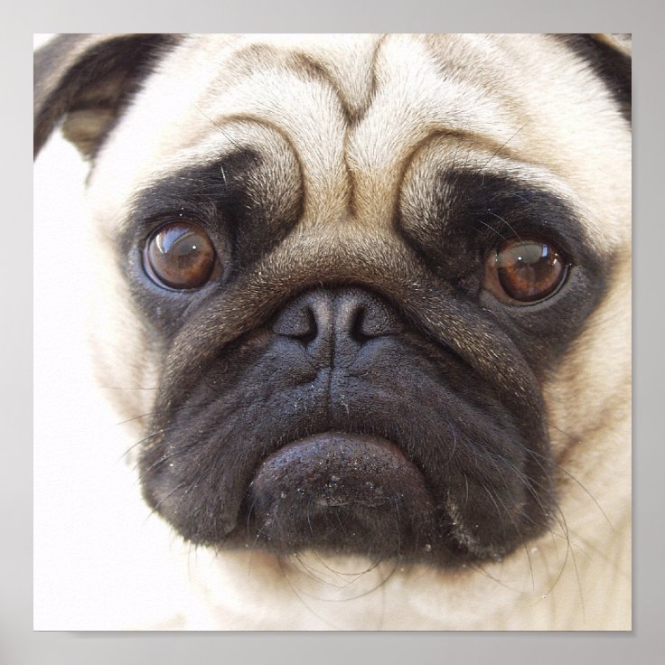 Pug Dog Poster Print | Zazzle