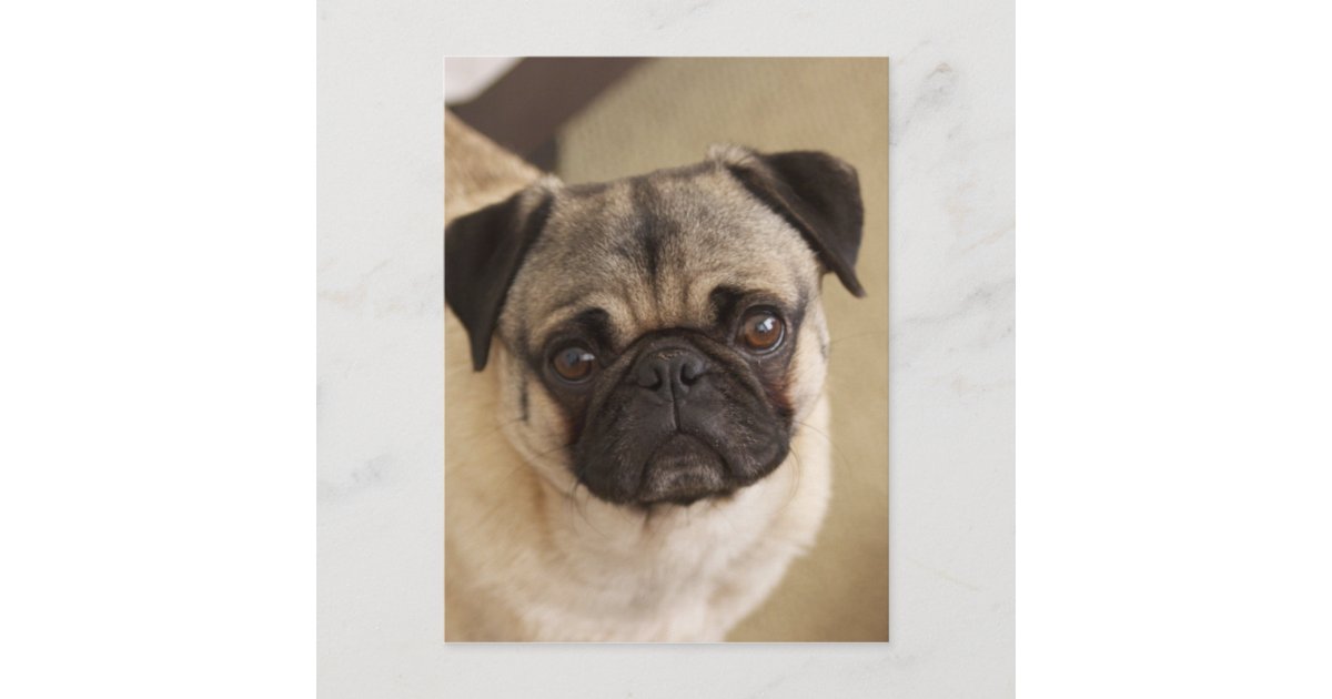PUG DOG PUP POSTCARD | Zazzle