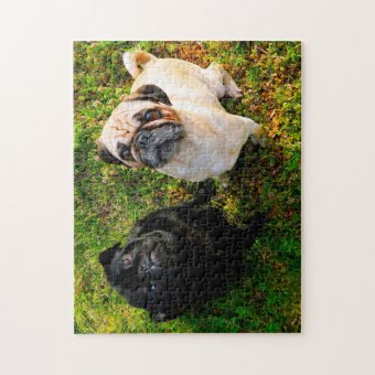 Pug Dogs. Jigsaw Puzzle | Zazzle