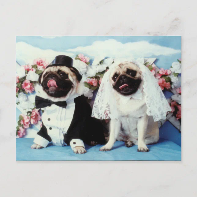 Pug Dogs Wedding Postcard | Zazzle