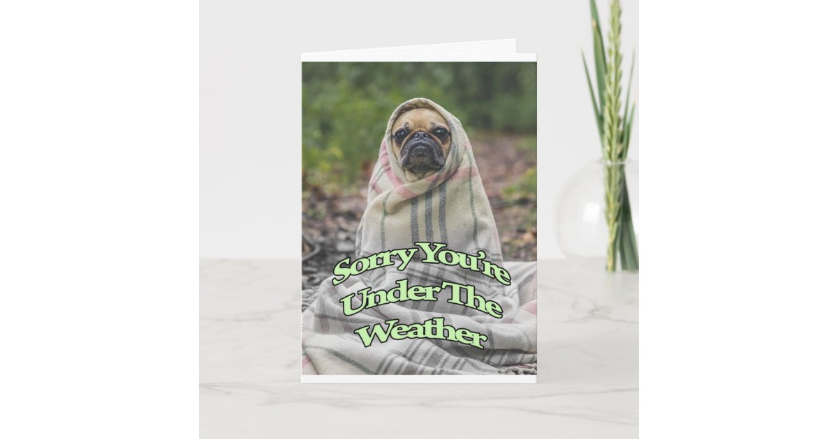 Pug Get Well Card | Zazzle
