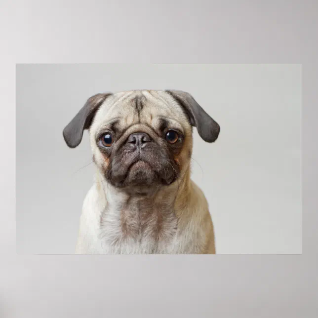 Pug Portrait Poster | Zazzle