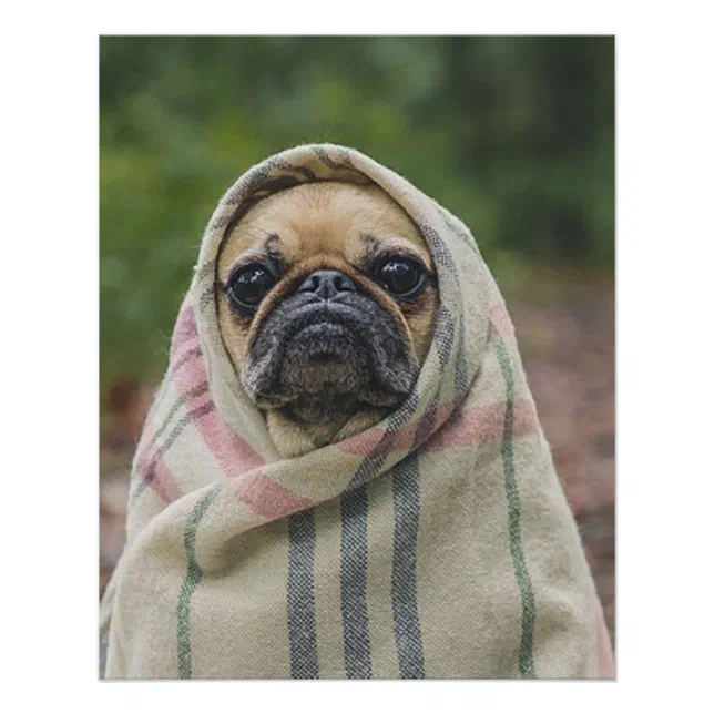 Pug Poster | Zazzle